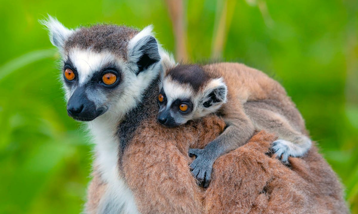 Madagascar Wildlife Tour | Tour Package | TripADeal