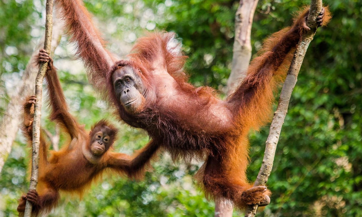 Best of Borneo | Tour Package | Qantas Tours