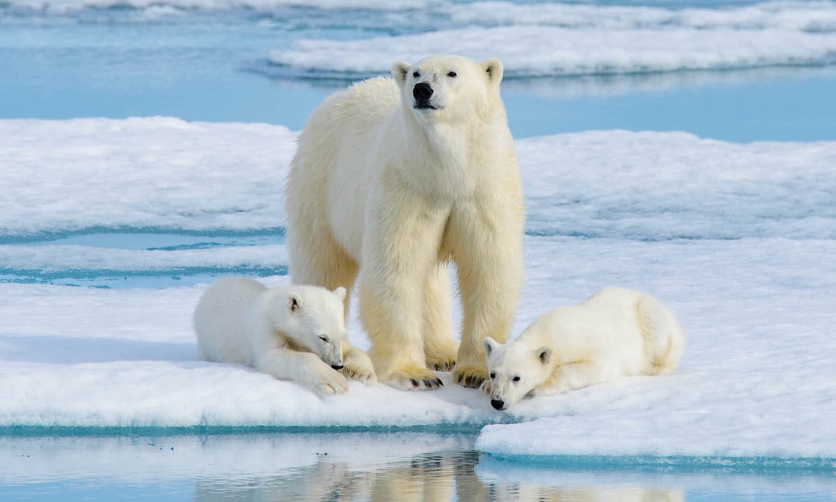 Canadian Arctic for 2 | Cruise Package | TripADeal