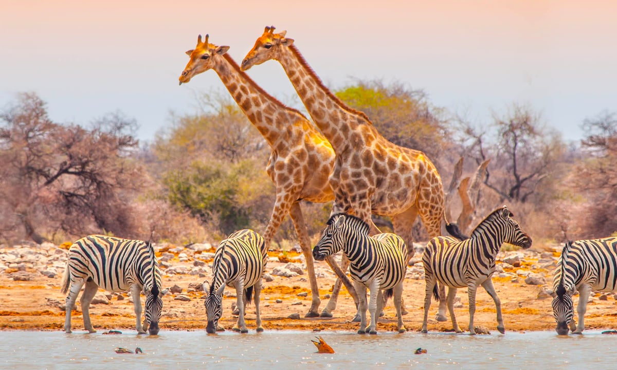 Ultimate African Adventure | Tour Package | Qantas Tours