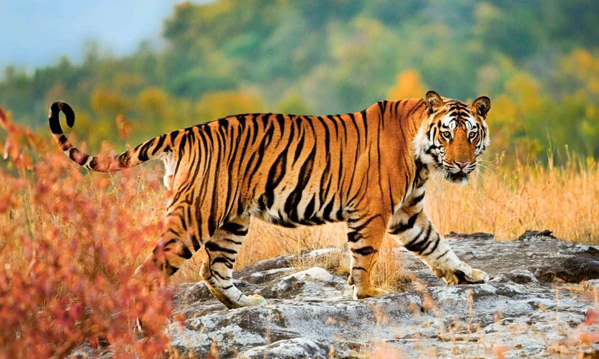 13 Days India's Sacred Wild | Tour Package | TripADeal