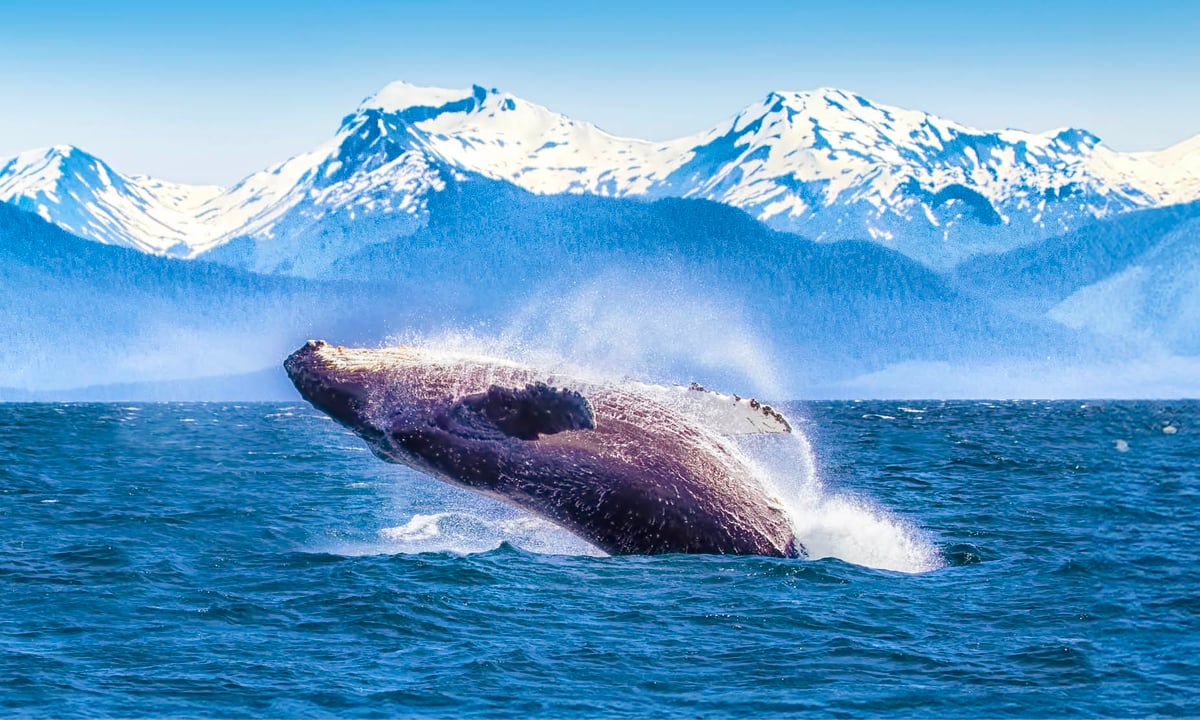Unbeatable Alaska 2026 | Cruise Package | Qantas Tours