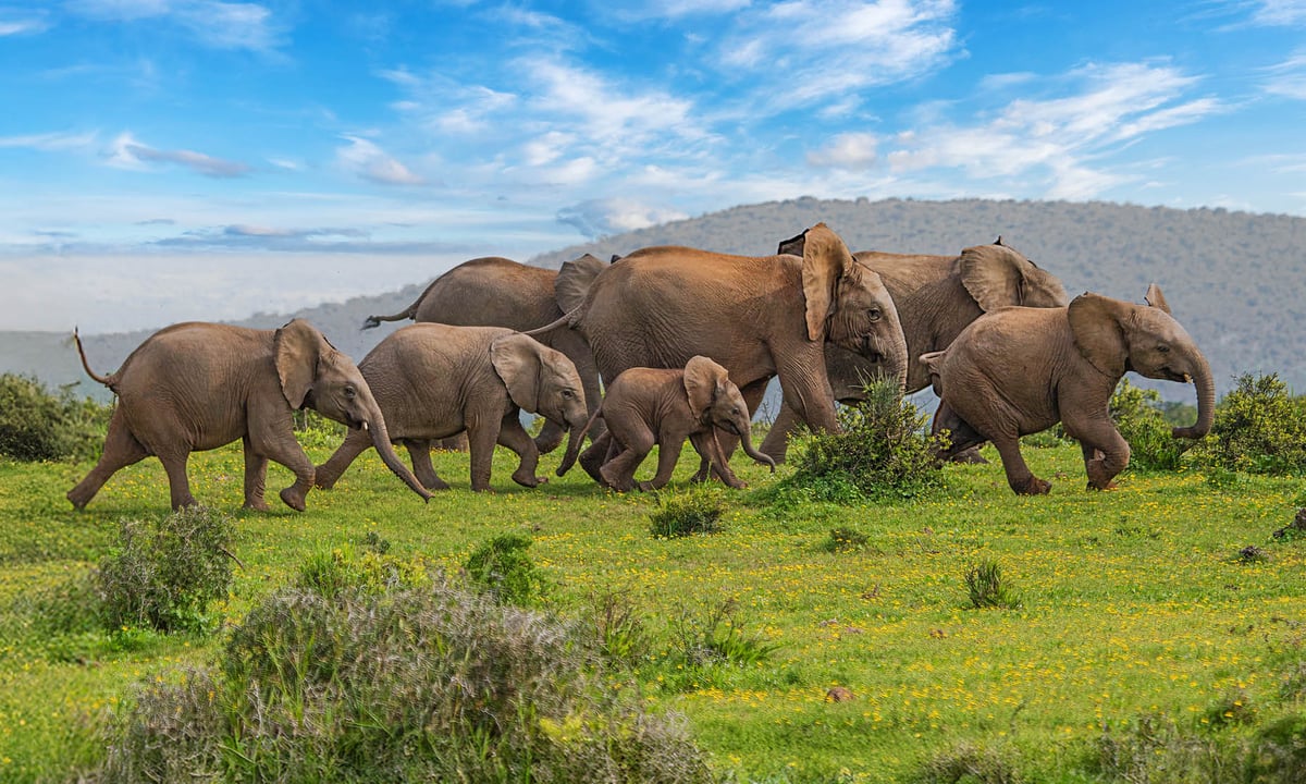 13 Days African Safari & Garden Route | Tour Package | TripADeal
