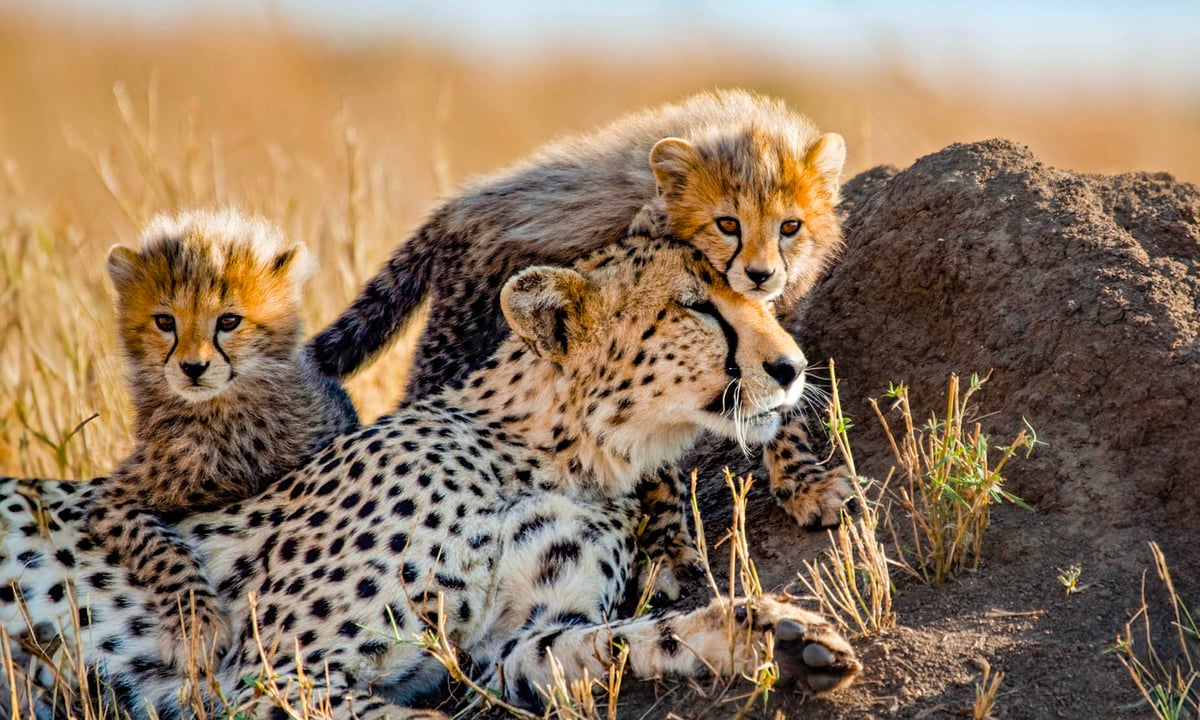 South Africa & Victoria Falls 2027 for 2 | Tour Package | Qantas Tours