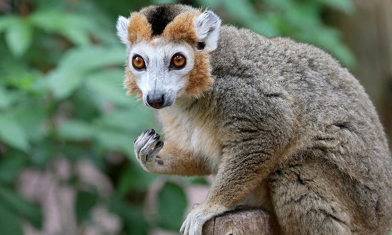 Madagascar Wildlife Tour | TripADeal