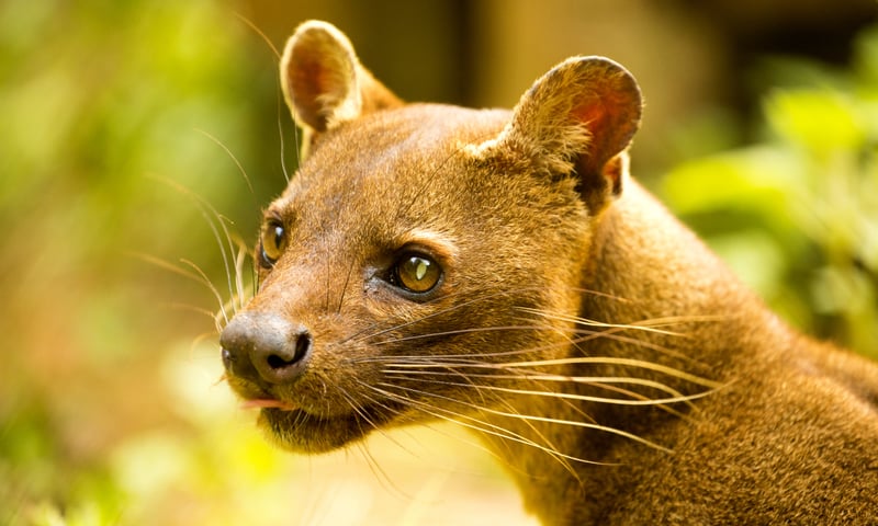 Madagascar Wildlife Tour | Tour Package | Qantas Tours
