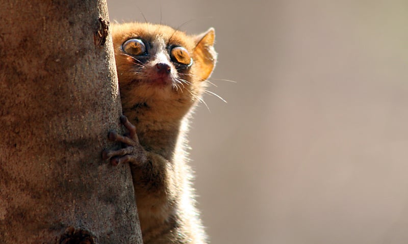 Madagascar Wildlife Tour | Tour Package | Qantas Tours